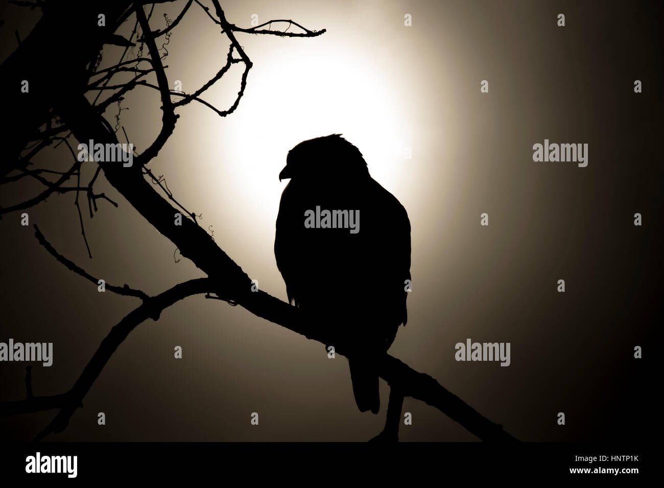 A silhouette of a Red-shouldered Hawk perched on a branch in front of ...