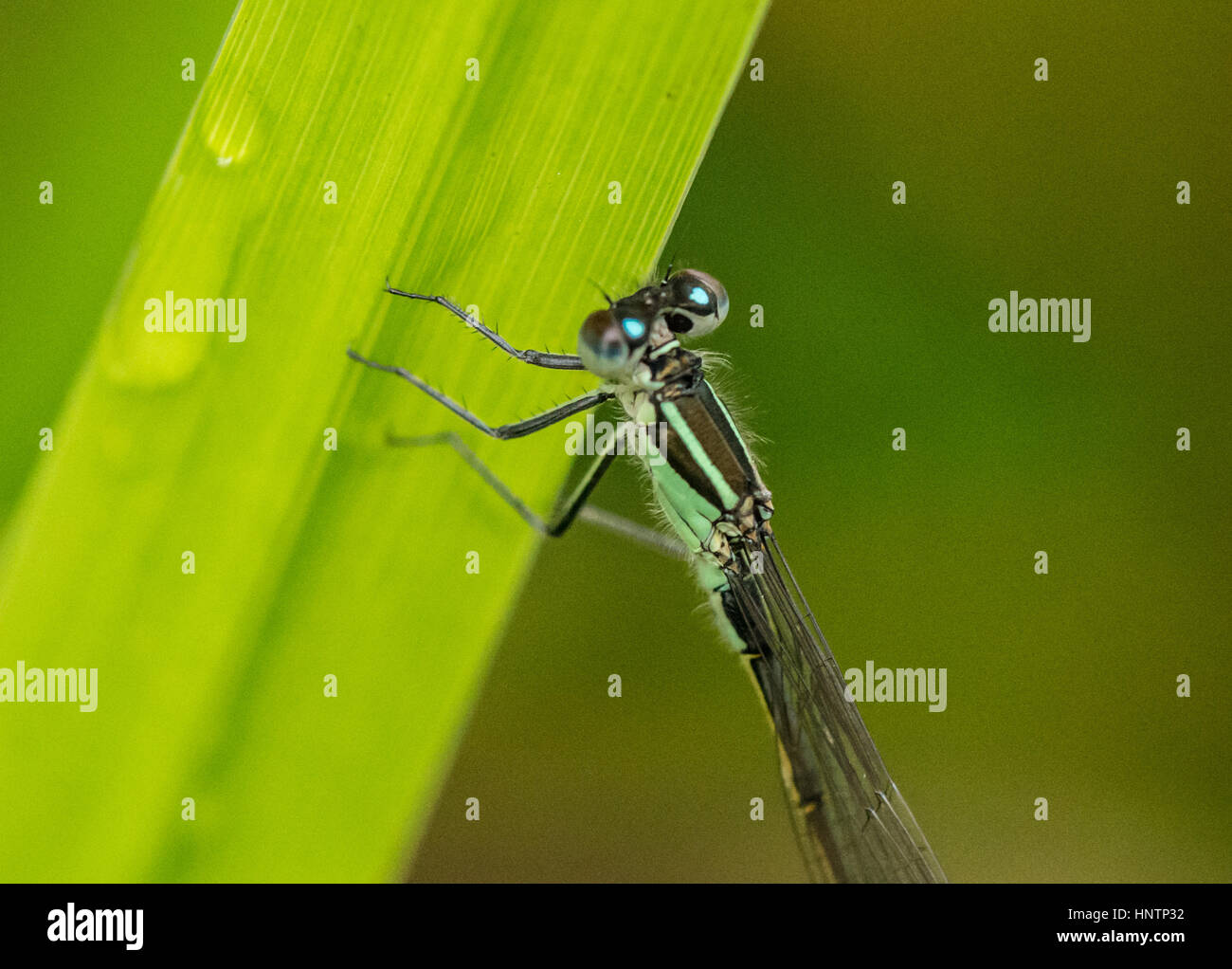 Mini beasts hi-res stock photography and images - Alamy