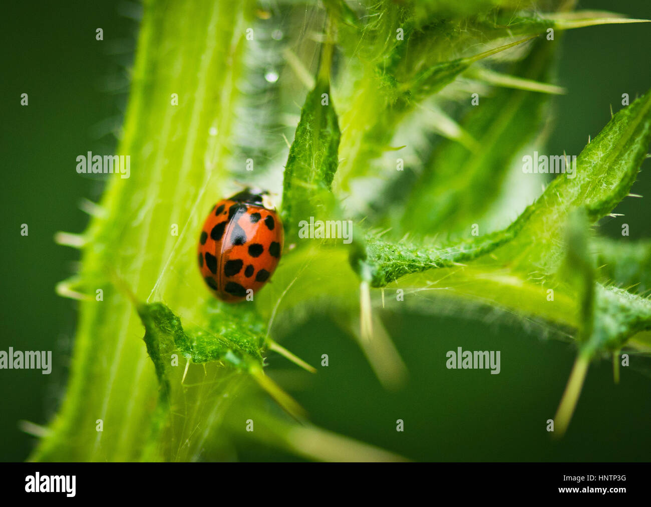18 spot ladybird hi-res stock photography and images - Alamy