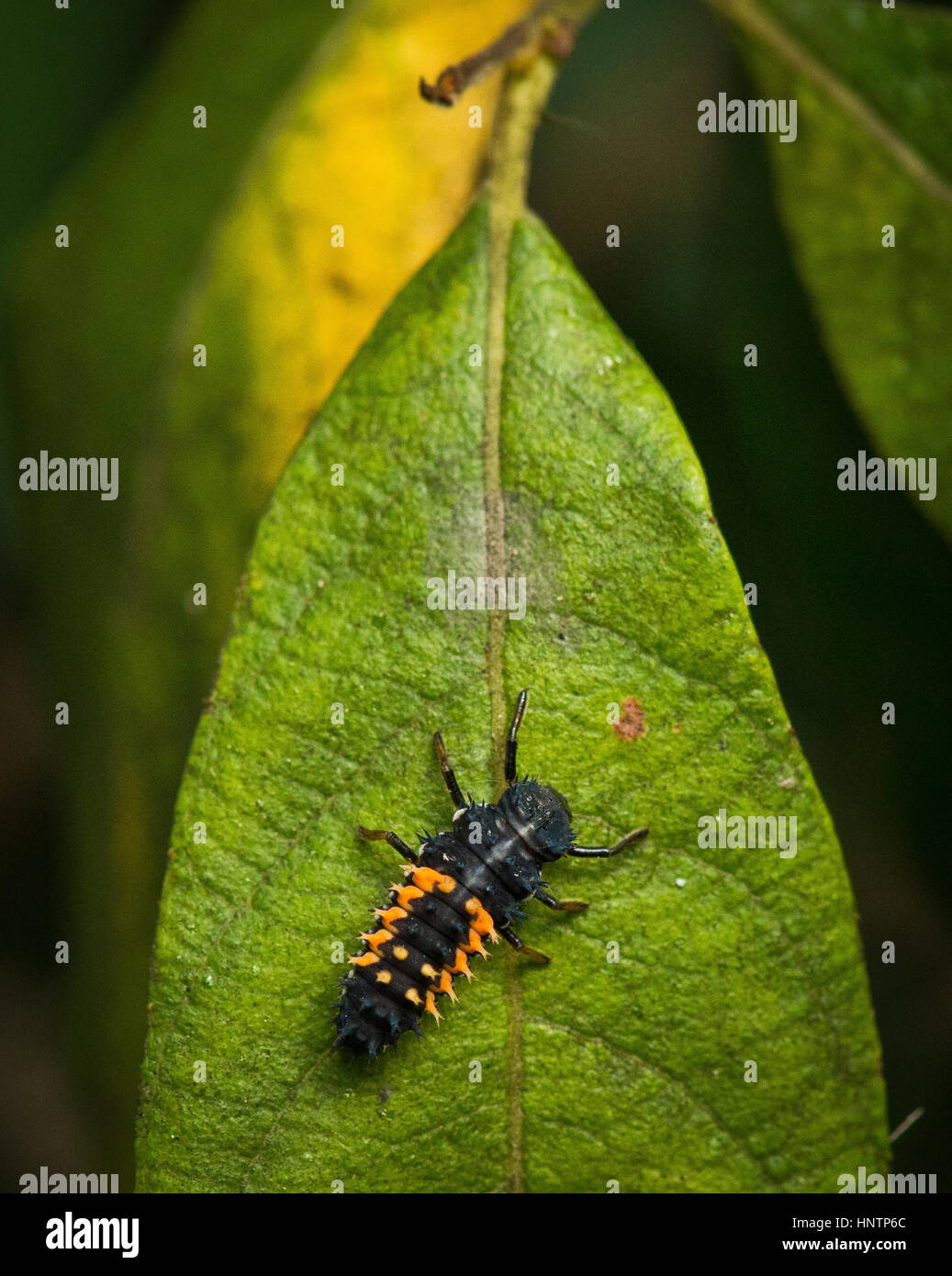 Ladybird larvae hi-res stock photography and images - Alamy