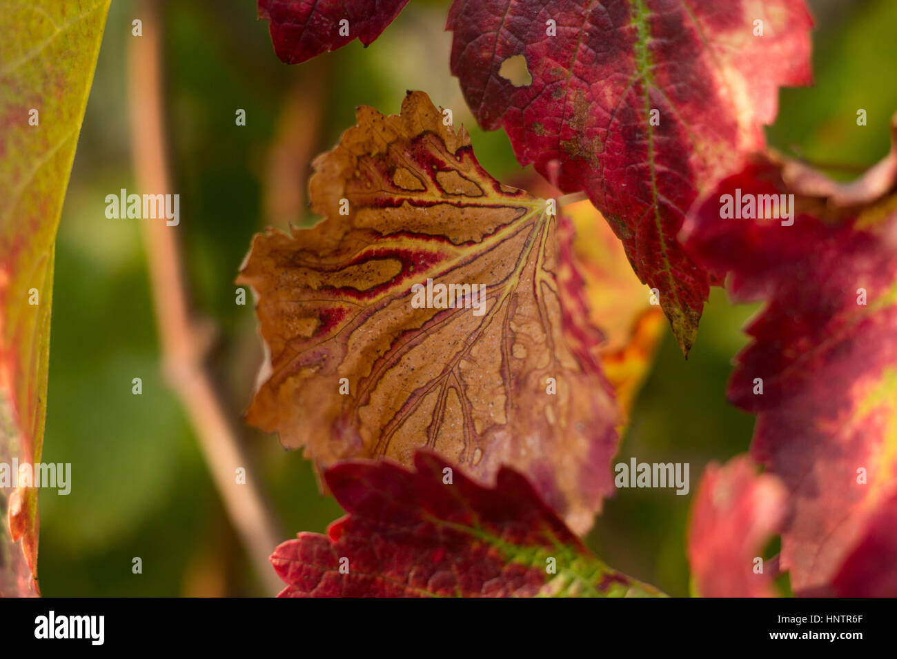 Autumn Leaves in the Sunset Stock Photo - Alamy