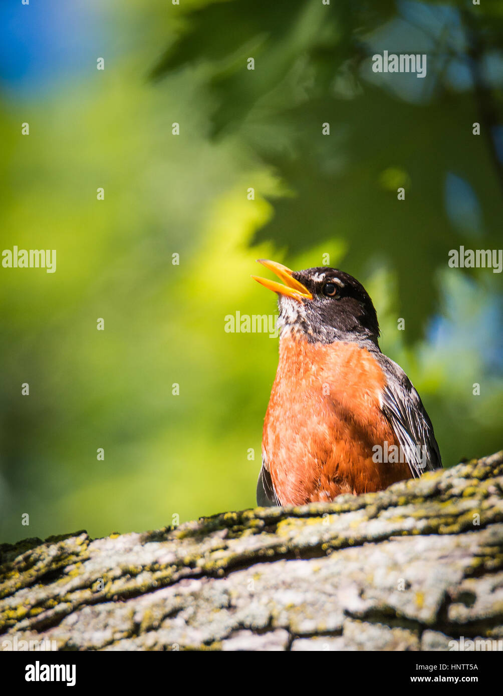 Singing American Robin - Turdus Migratorius Stock Photo - Alamy