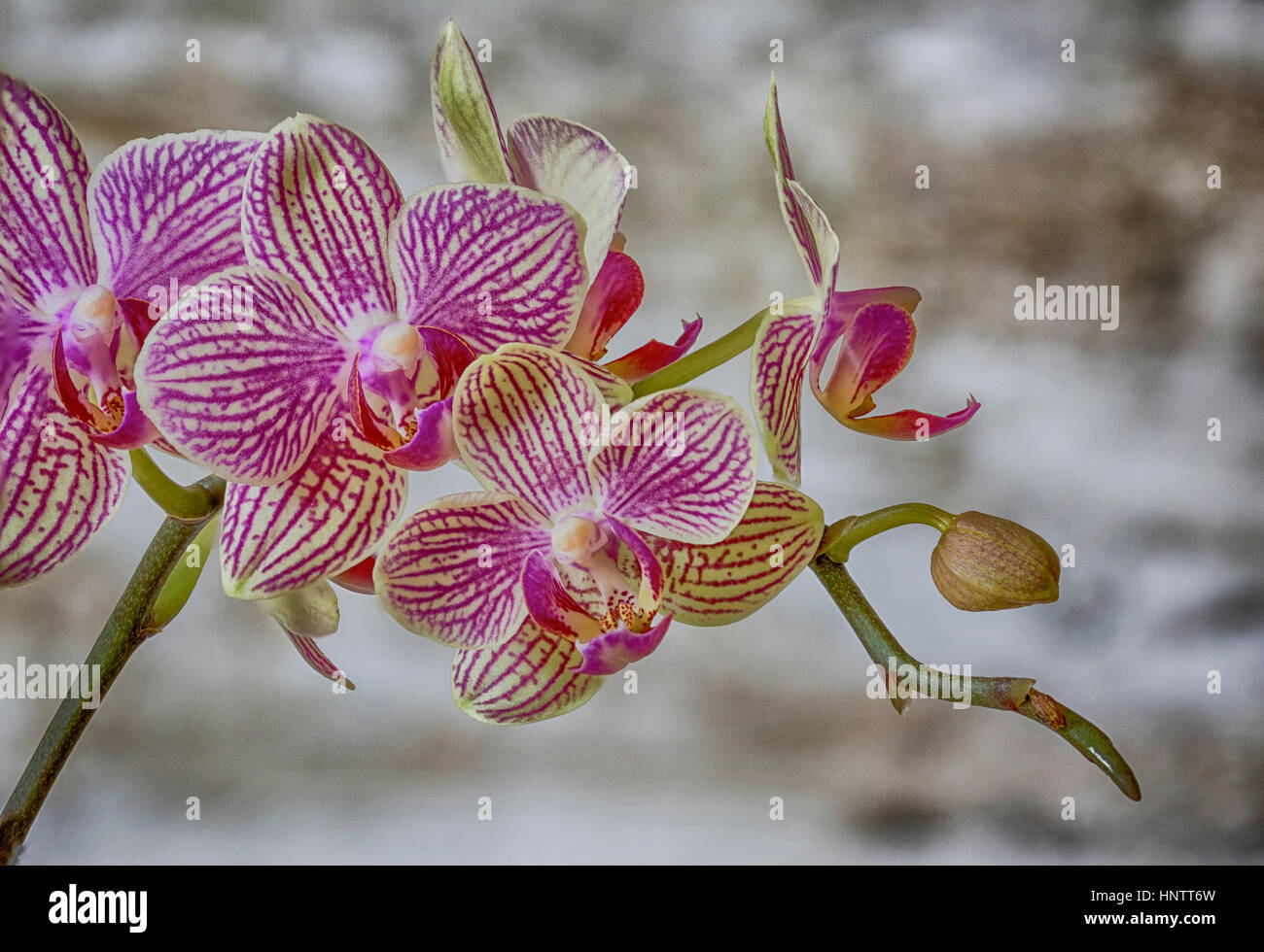Striped orchids hi-res stock photography and images - Alamy