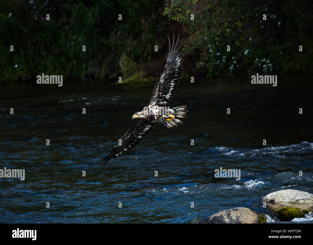Bald eagle falls in the water hi-res stock photography and images - Alamy