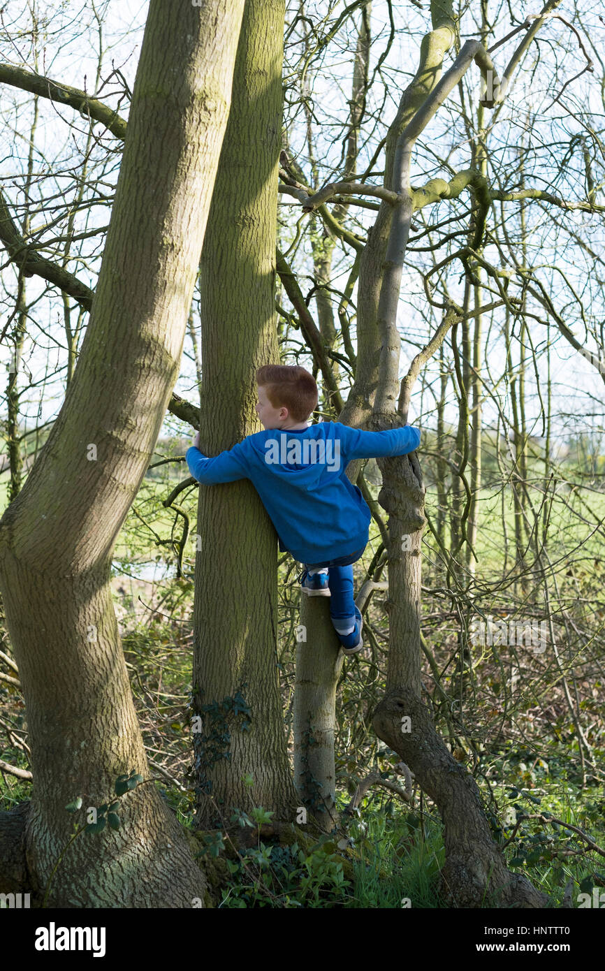 A young teenage boy climbing a tree in the countryside Stock Photo - Alamy