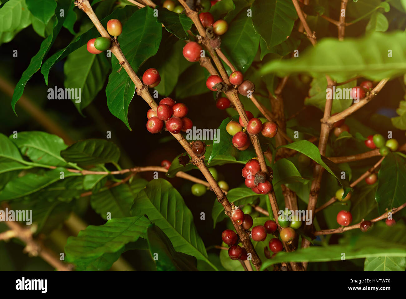 Arabica america hi-res stock photography and images - Alamy