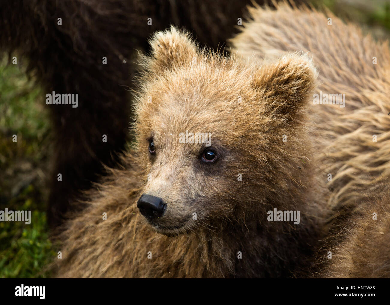 Wild little brown bear ursus hi-res stock photography and images - Alamy