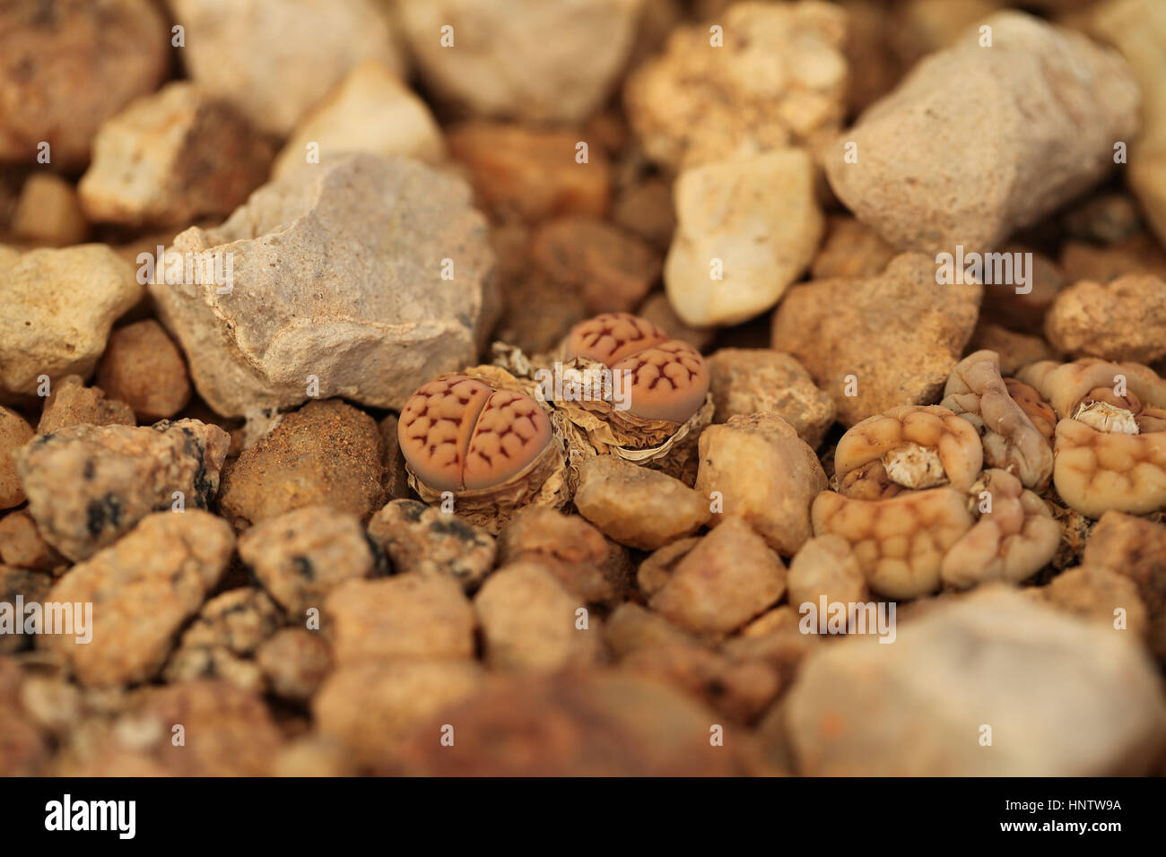 Lithops in namibia hi-res stock photography and images - Alamy