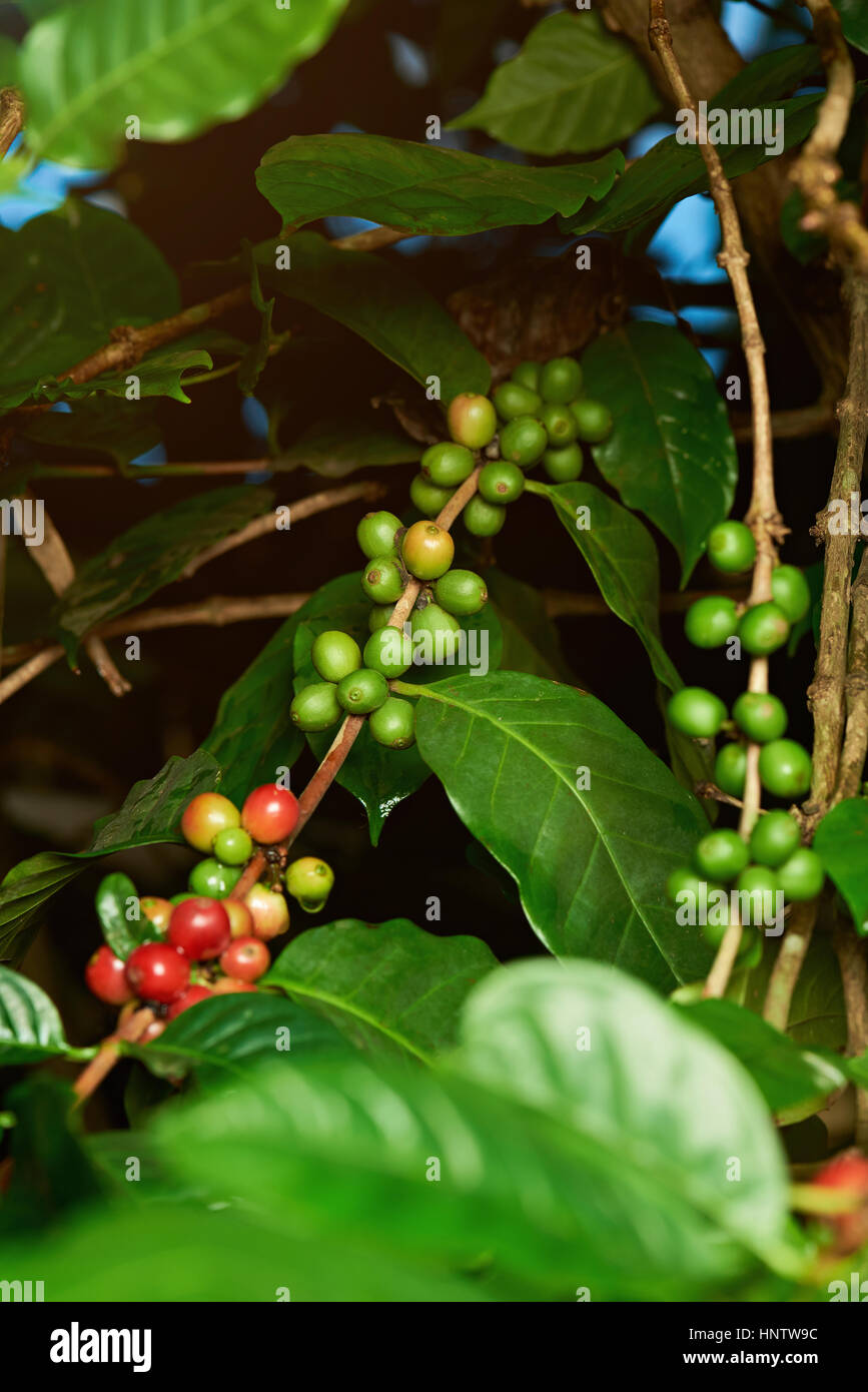 Green coffee beans on tree before harvest Stock Photo - Alamy