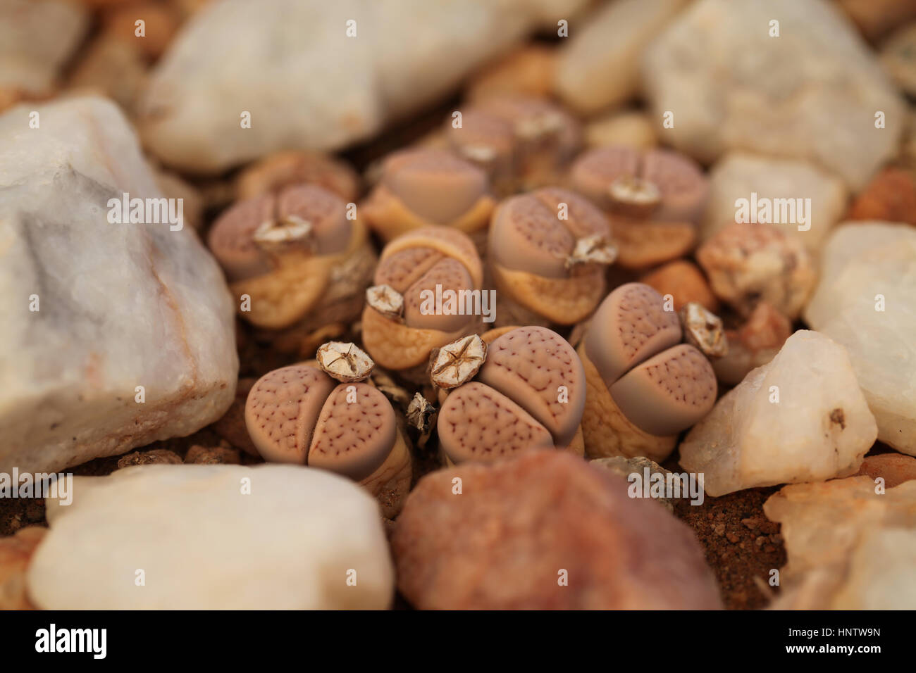 Flowering lithops in Namibia Stock Photo - Alamy