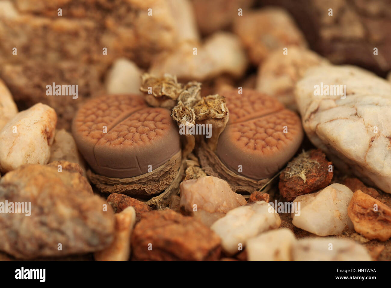 Lithops namibia hi-res stock photography and images - Alamy