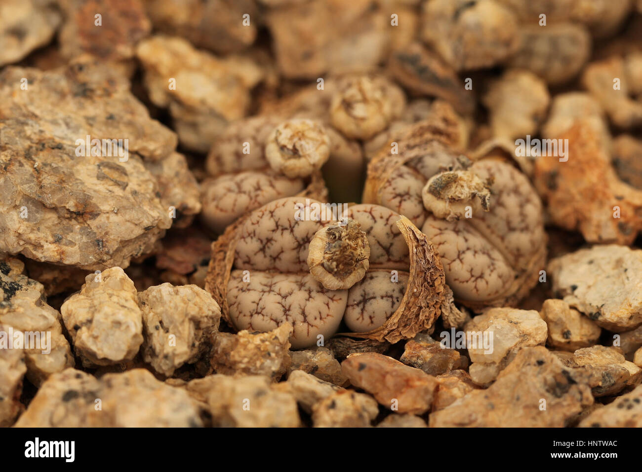 Lithops namibia hi-res stock photography and images - Alamy