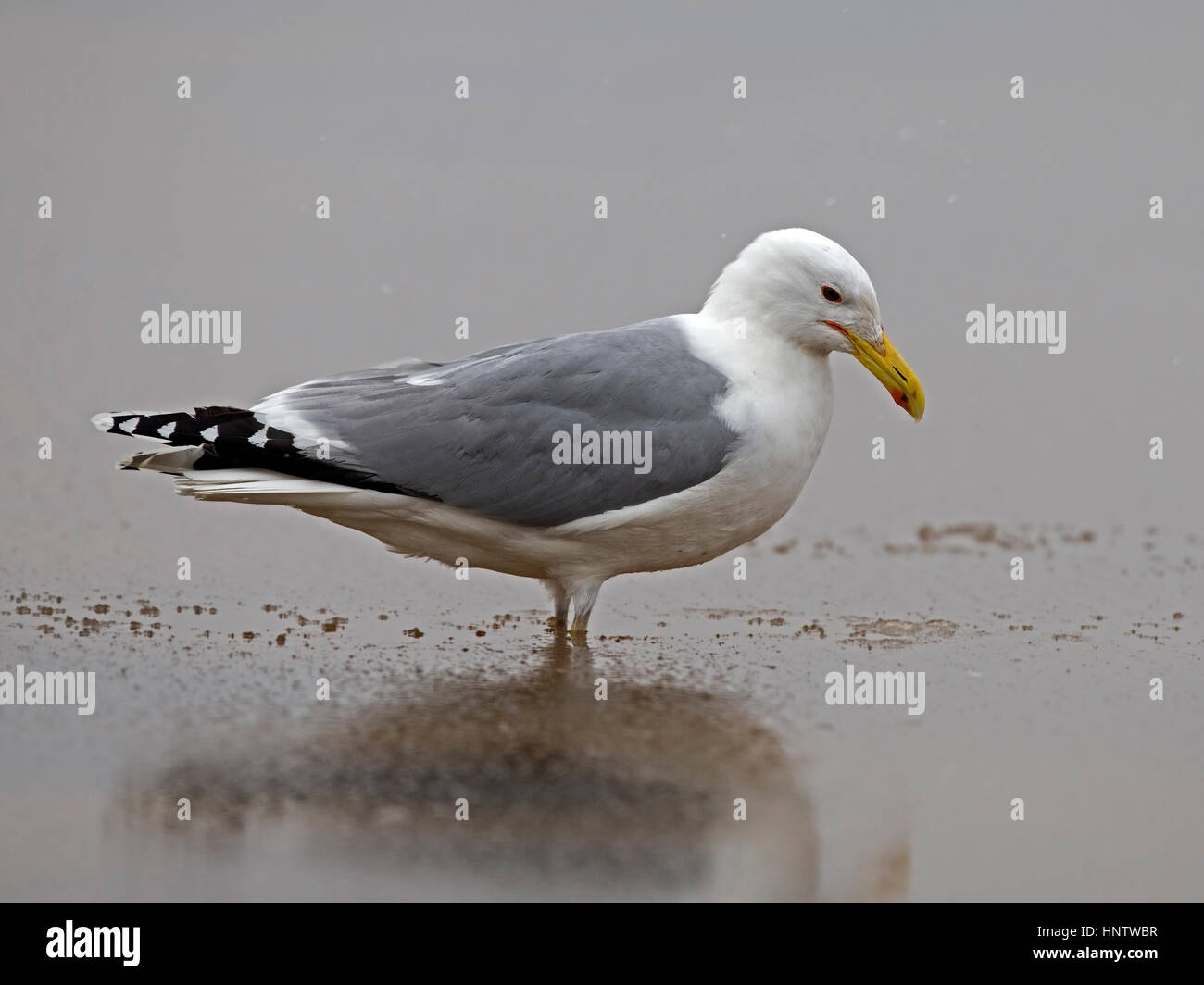 Adult Caspian gull standing in water Stock Photo - Alamy