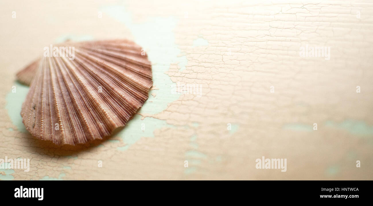 subtle beauty with seashell and cracked paint Stock Photo - Alamy
