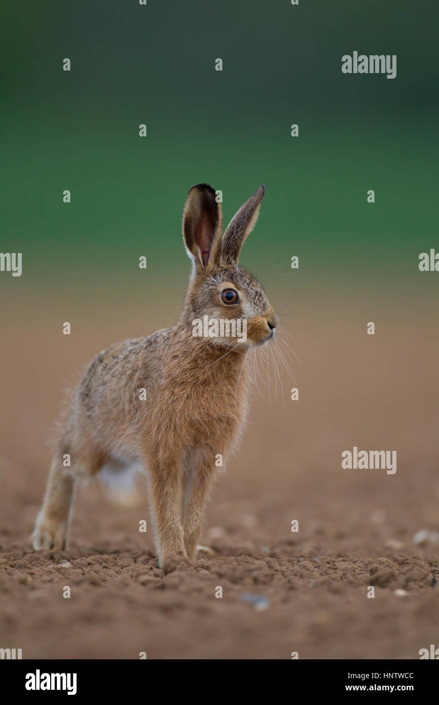 Brown hare Lepus europaeus juvenile leveret on a ploughed field ...