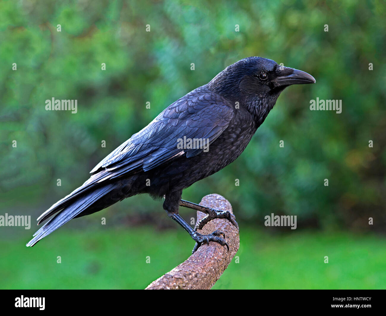 Carrion crow perched on branch Stock Photo - Alamy