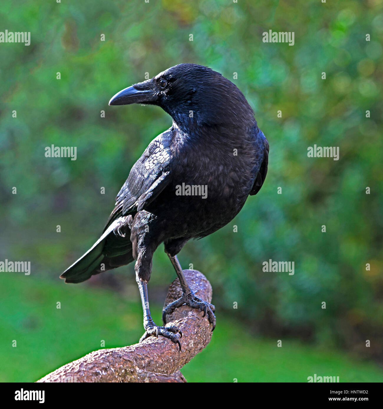Perched wildlife hi-res stock photography and images - Alamy