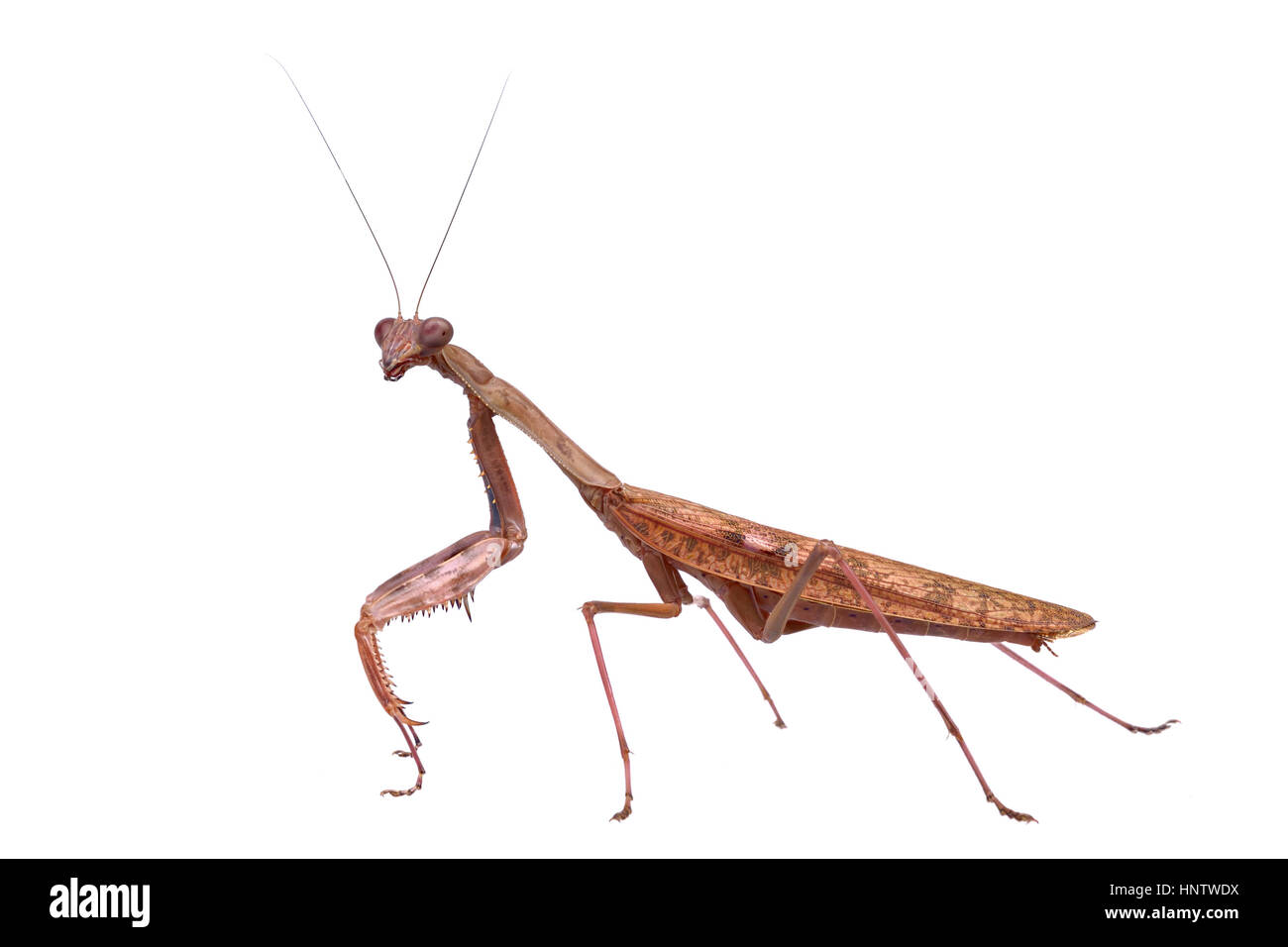 Mantis isolated on a white background Stock Photo - Alamy
