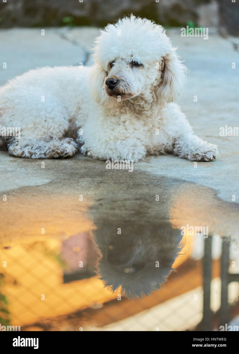 Dirty White Standard Poodle