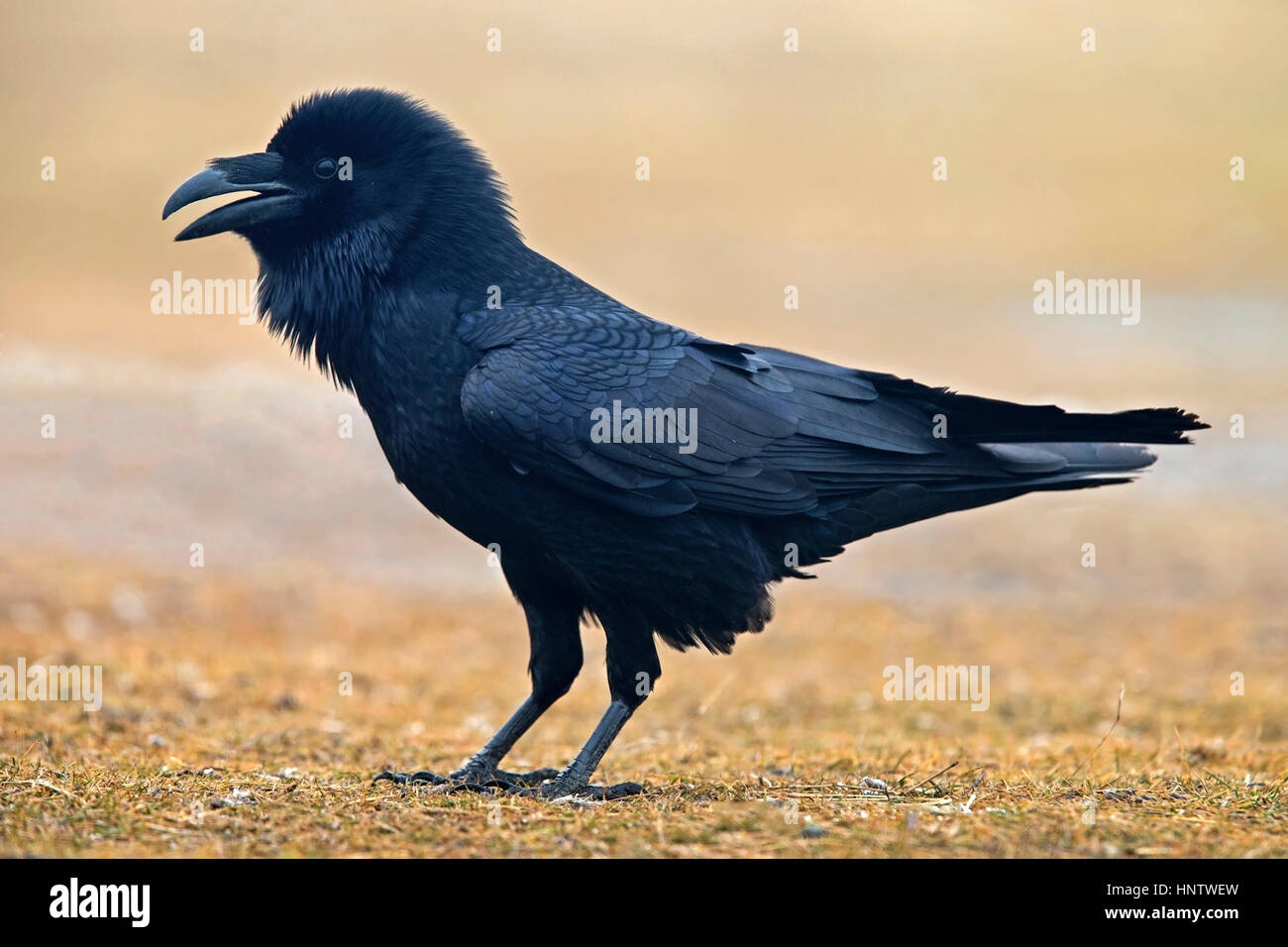 Raven standing on ground Stock Photo, Royalty Free Image: 133927217 - Alamy
