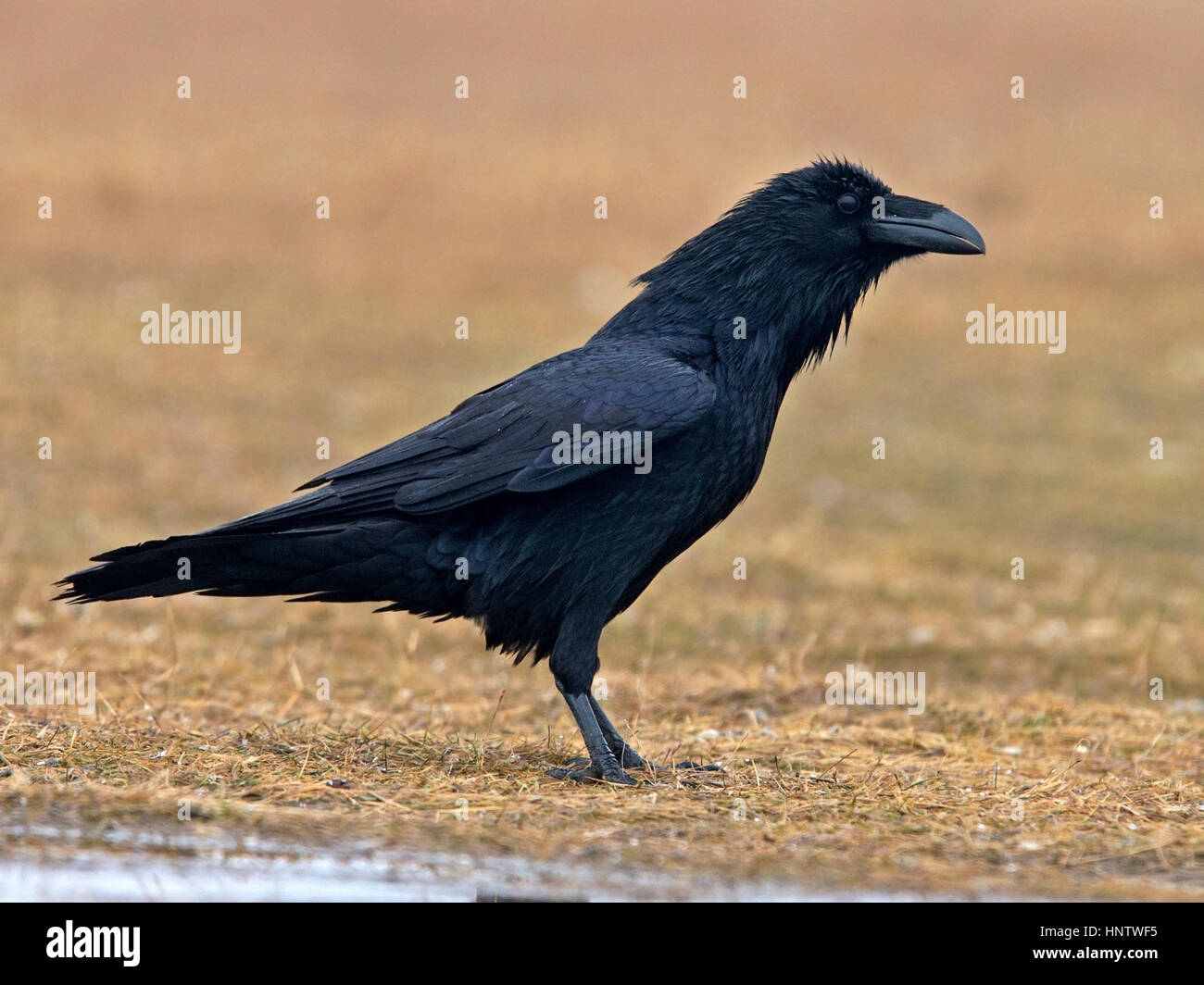 Raven on the ground hi-res stock photography and images - Alamy