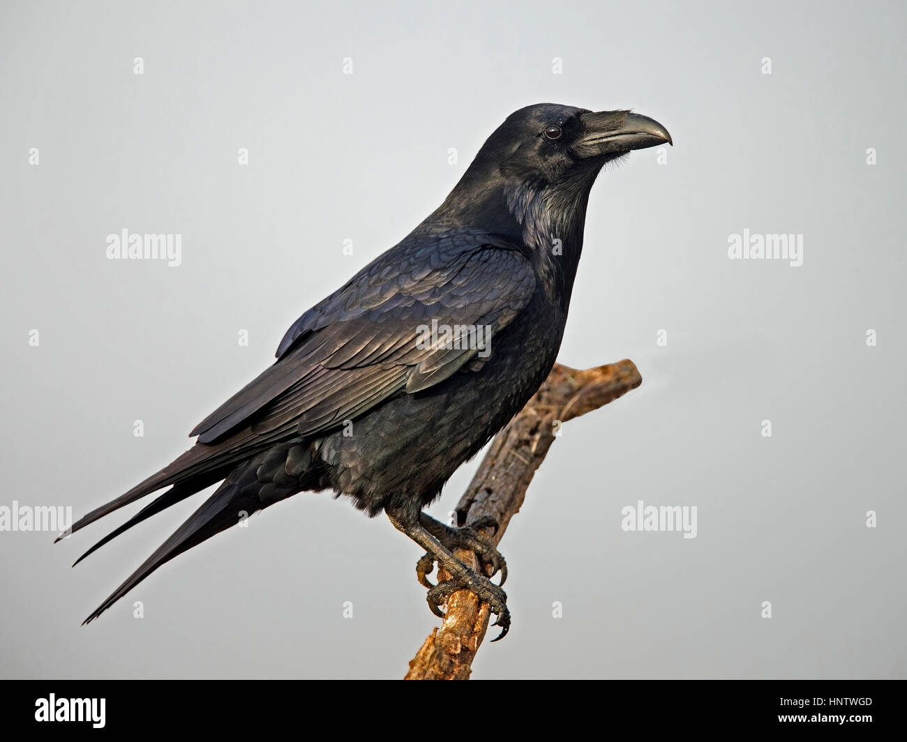 Rook perched on branch Stock Photo - Alamy
