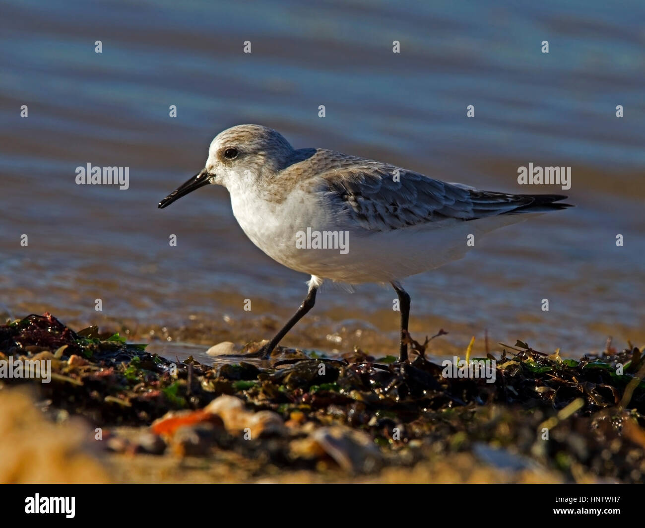 Sanderling in winter plumage feeding at shoreline Stock Photo - Alamy
