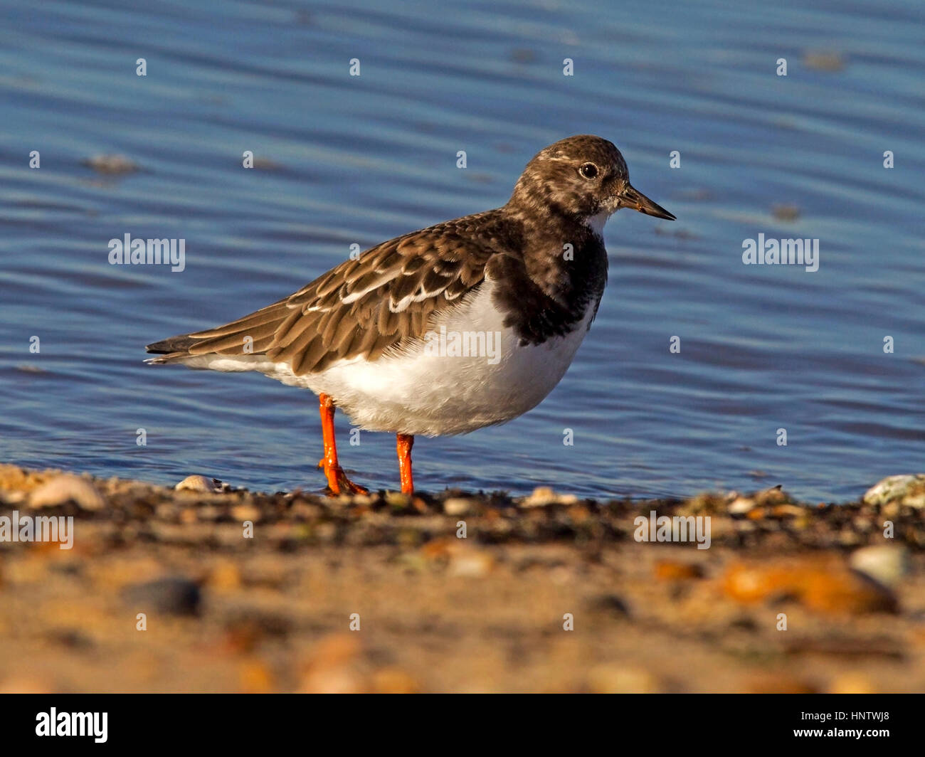 Turnstone in winter plumage at shoreline Stock Photo - Alamy