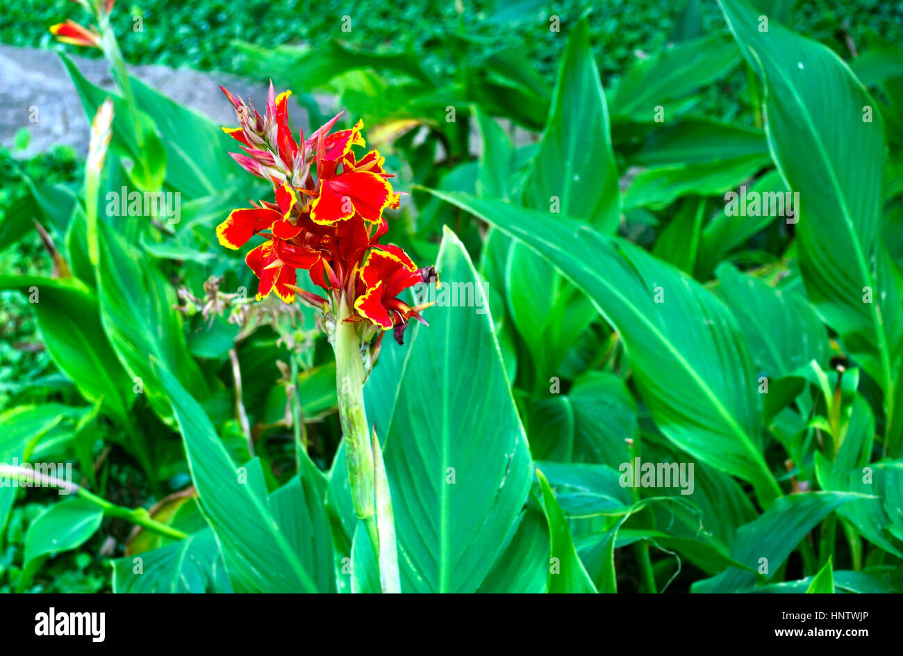 red wildflower in the forest with yellow details Stock Photo - Alamy