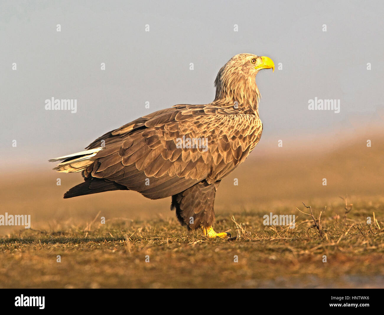White-tailed eagle standing Stock Photo - Alamy