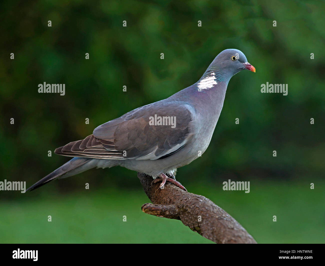 Common wood pigeon hi-res stock photography and images - Alamy