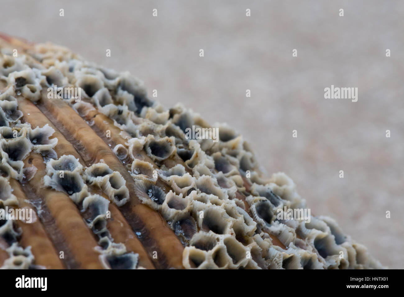 Grains of Sand and Barnacles on Shell Close Up with copy space above ...