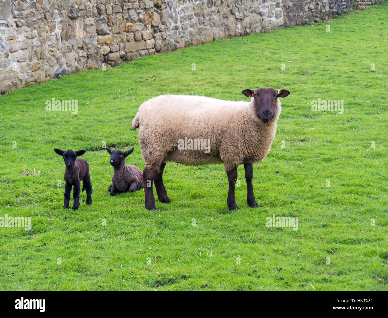 Black sheep small black sheep hi-res stock photography and images - Alamy