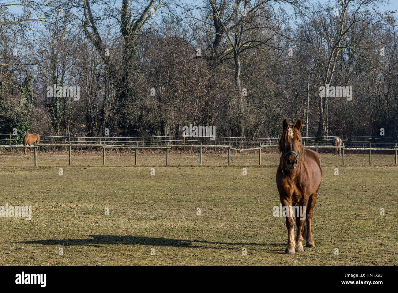 brown colored horse on a farm in Lombardy. cavallo di razza colore ...