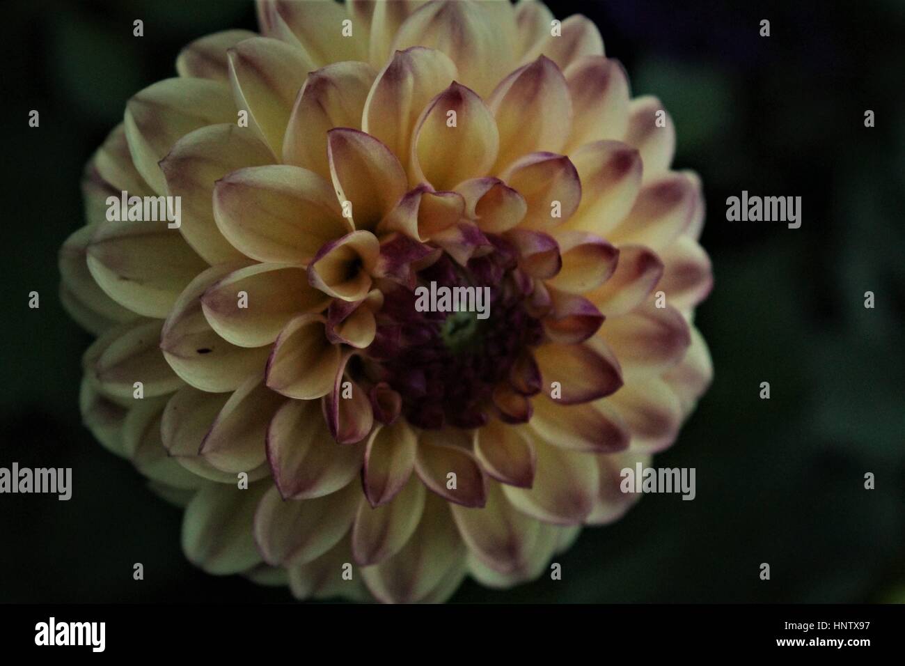 Purple and yellow ball dahlia Stock Photo - Alamy