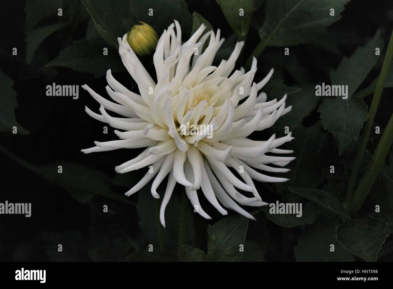 Prince charming hi-res stock photography and images - Alamy