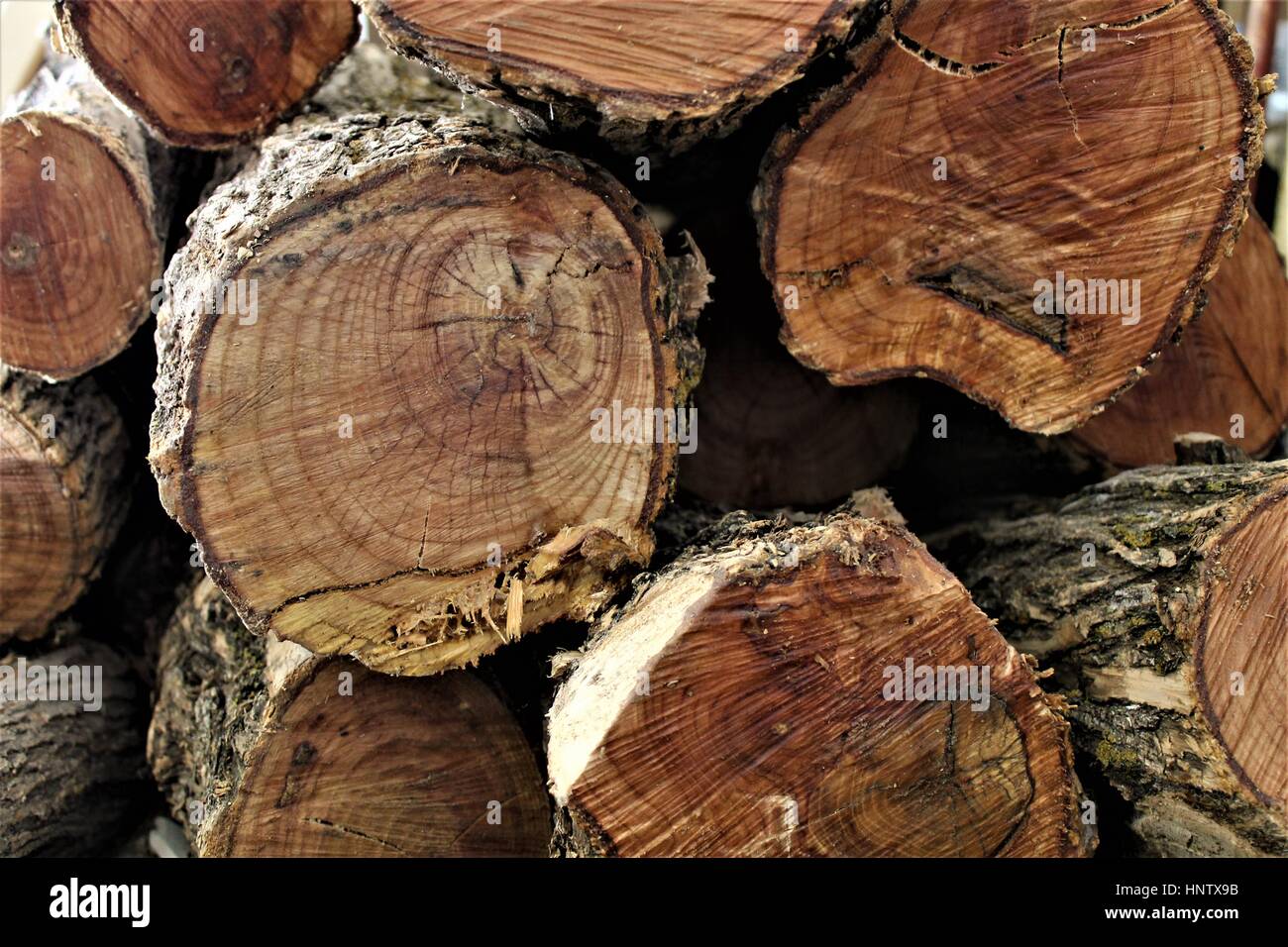 Log splinter hi-res stock photography and images - Alamy