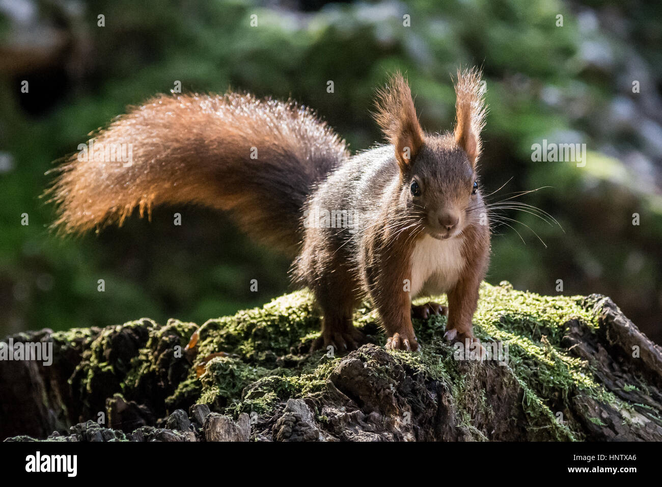 Red squirrel close up on moss hi-res stock photography and images - Alamy