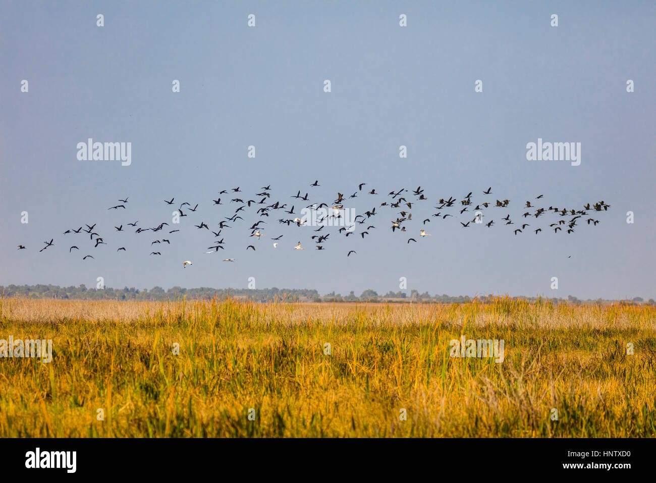 Flock of Glossy Ibis birds flying over marsh lands at Lake Okeechobee ...