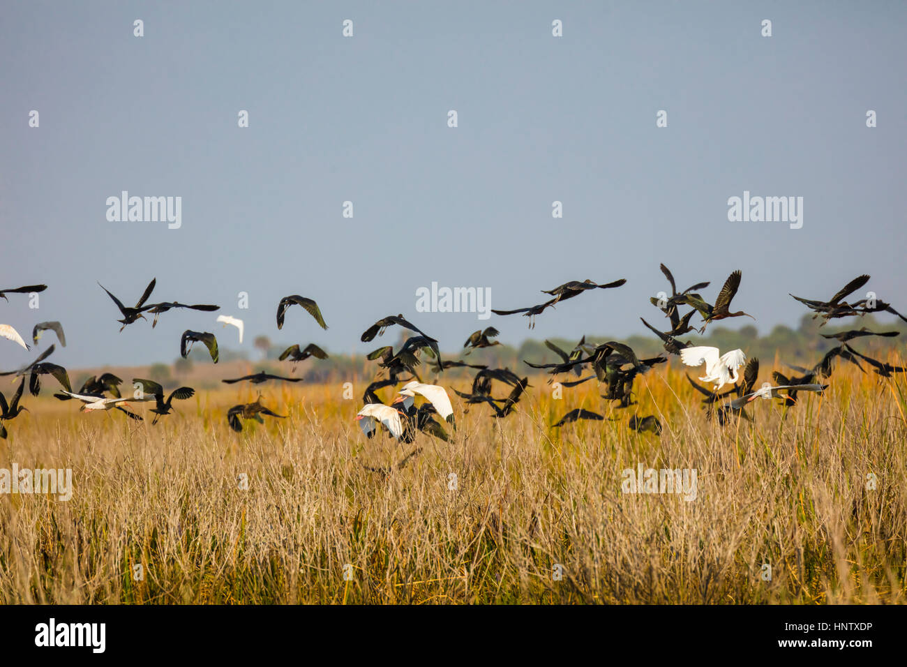 Flock of Glossy Ibis birds flying over marsh lands at Lake Okeechobee ...