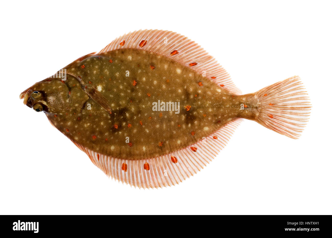 White spot fish hi-res stock photography and images - Alamy