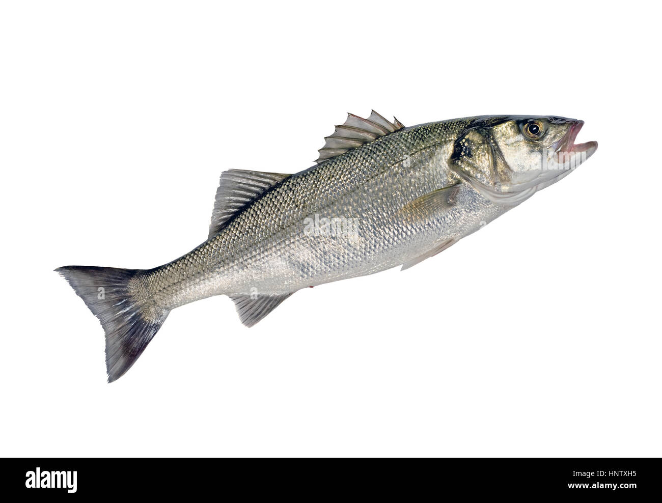 Bass fish hi-res stock photography and images - Alamy