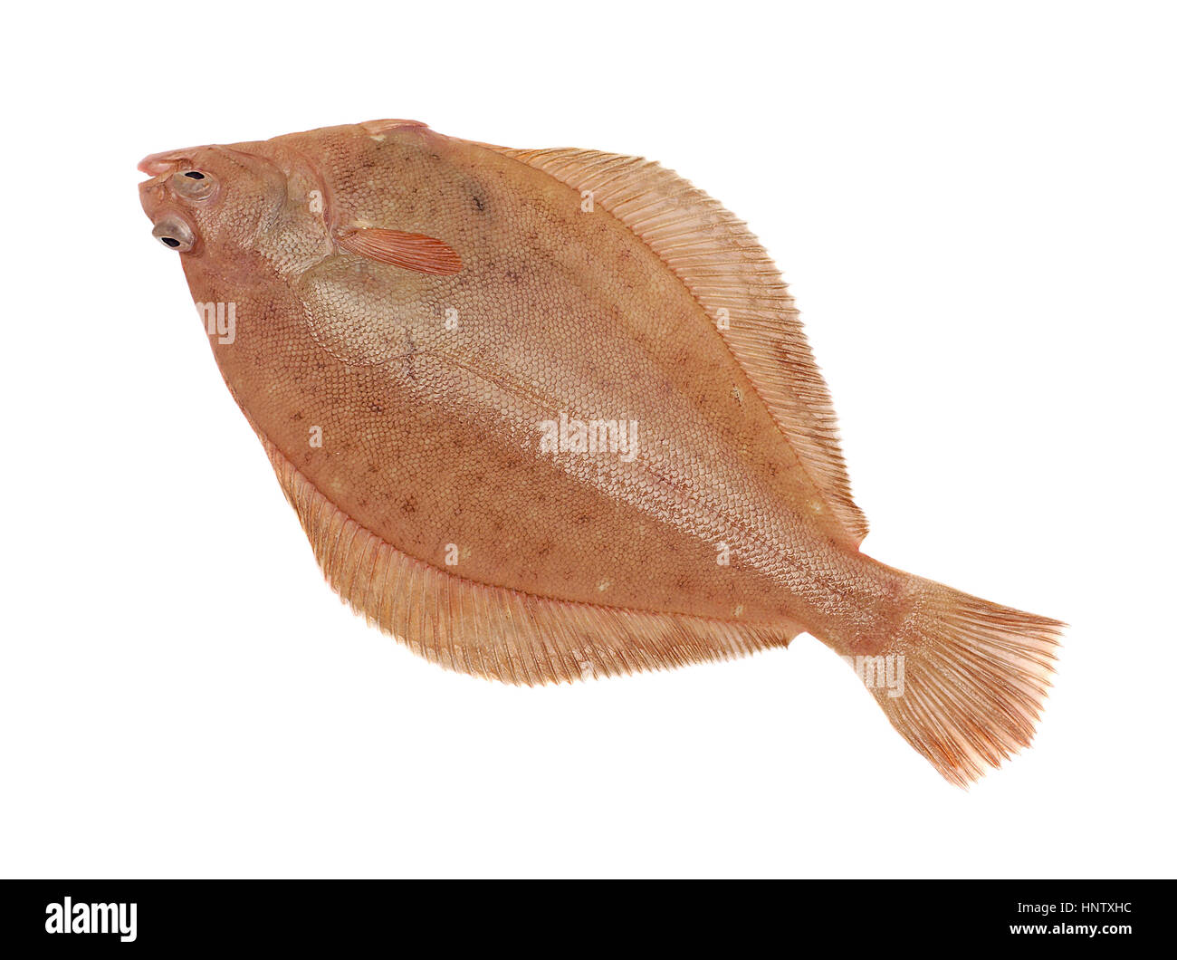 Dab fish isolated hi-res stock photography and images - Alamy