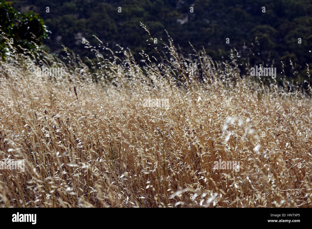 Golden grass texture. Image of dry grass closeup. Texture hay closeup ...