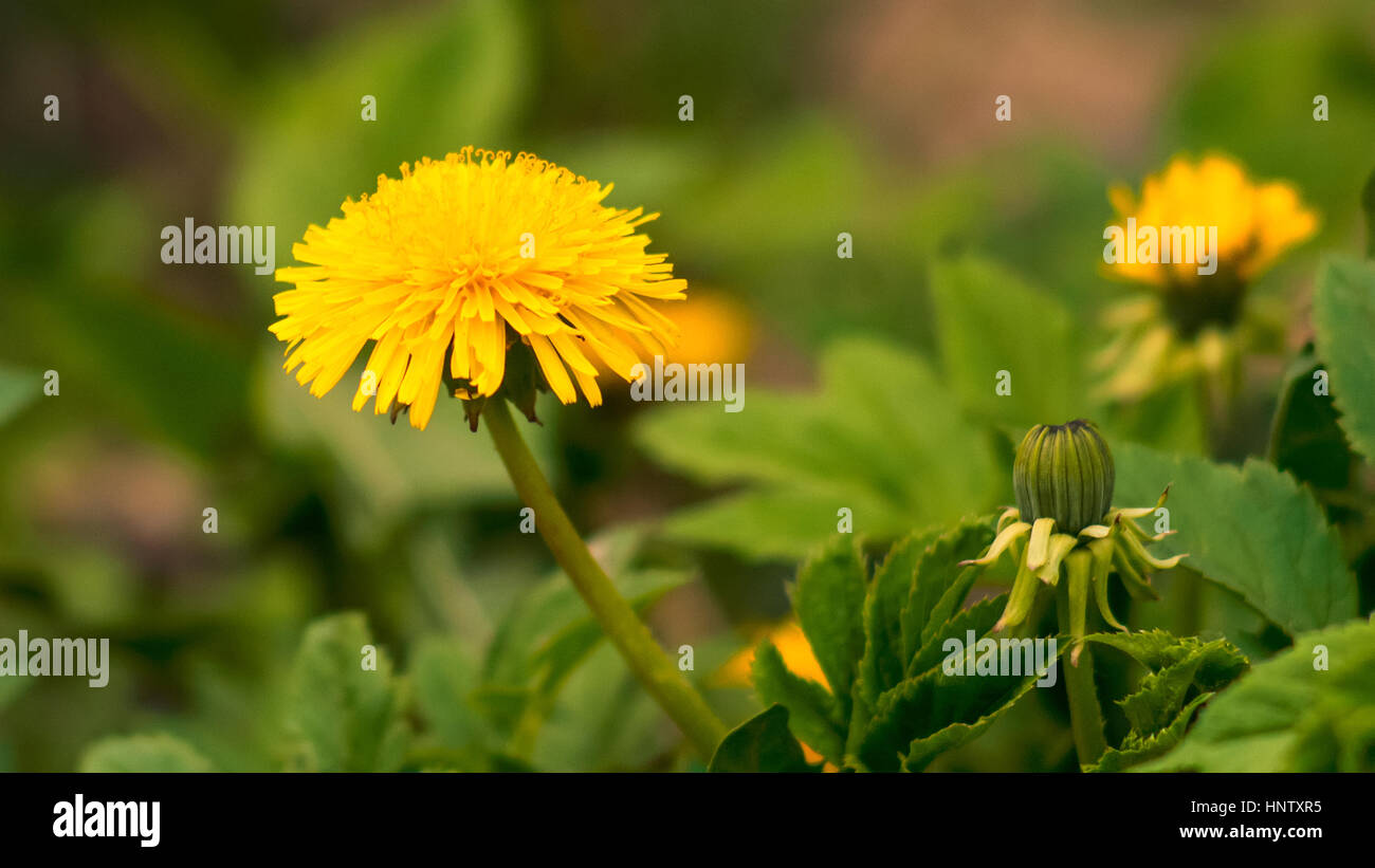 Summer glade hi-res stock photography and images - Alamy
