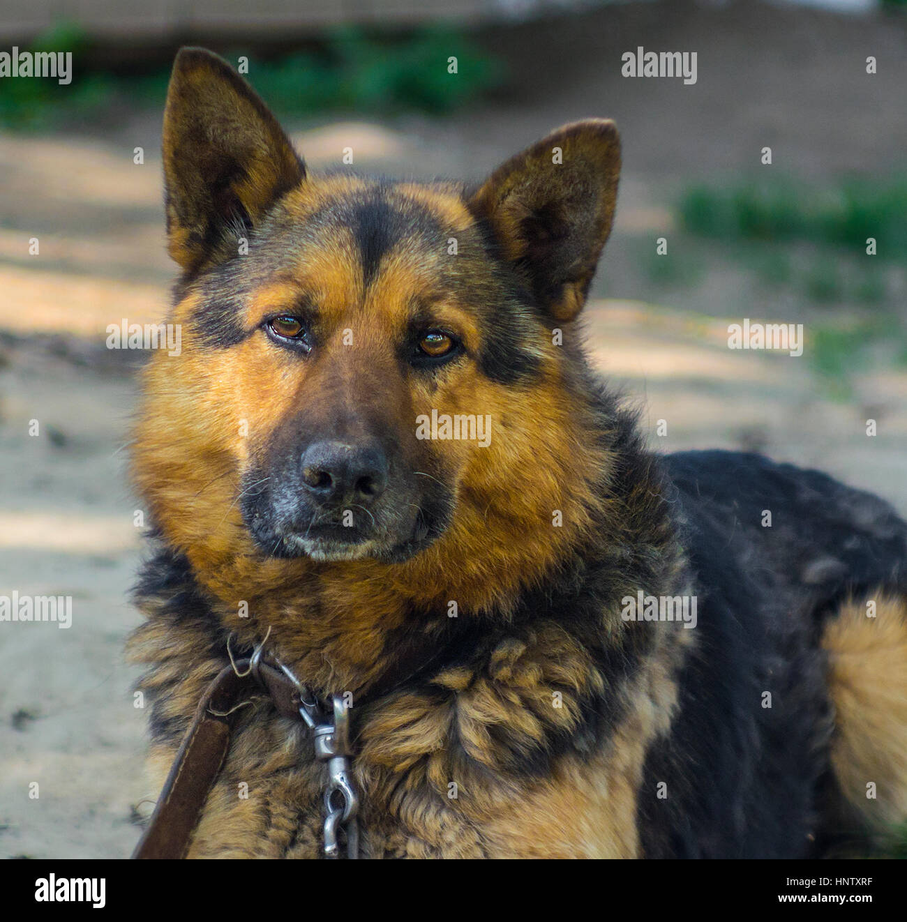 The shepherd with collar looking at the camera closeup Stock Photo - Alamy