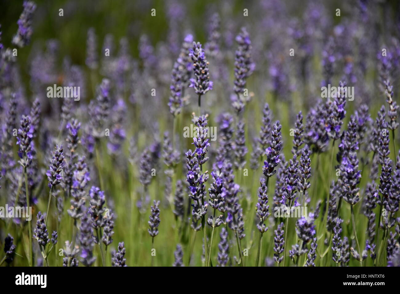 Growing purple lavender flower In a field. Field of mauve purple ...