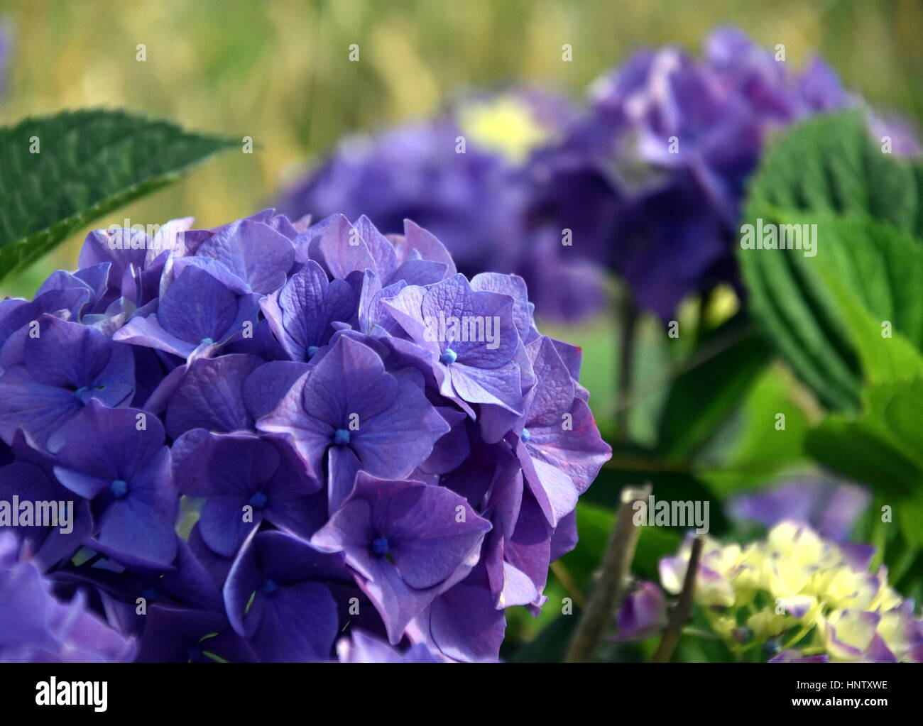 Blue hydrangea flowers. Hydrangea (common names hydrangea or hortensia ...