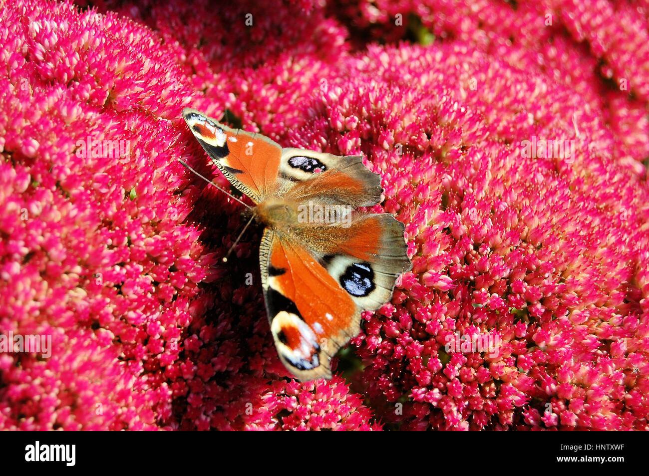 A Peacock Butterfly on Rad Stonecrop, Northumberland, England Stock ...