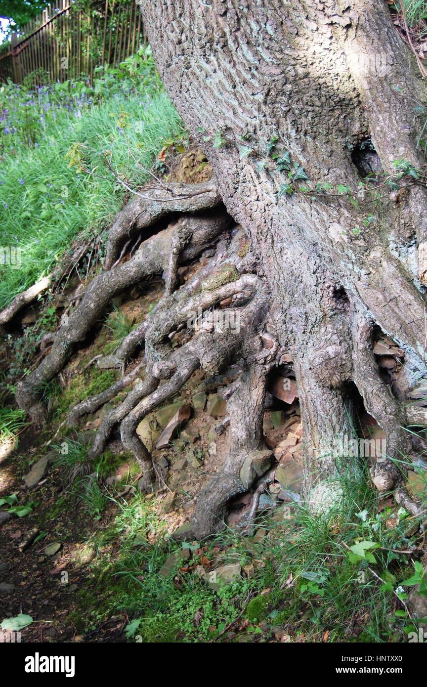 This oak tree is growing on a steep hillside in Sheffield, on the edge ...